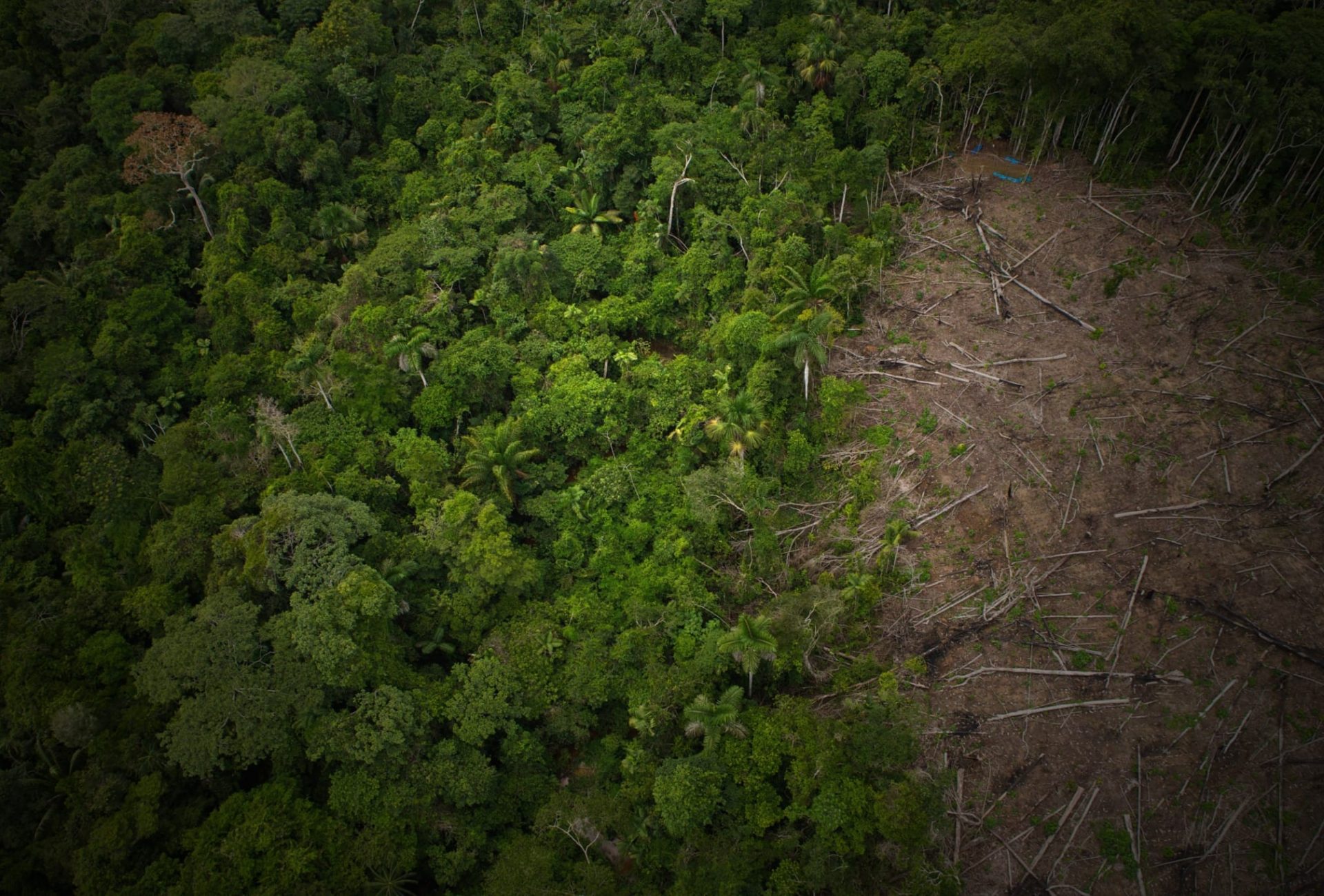Help Us Prevent Deforestation Rainforest Trust Help Us Prevent Deforestation Rainforest Trust