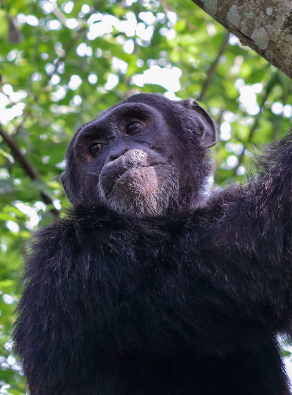 Rainforest Trust Saves Rainforests – Donate Now – Rainforest Trust