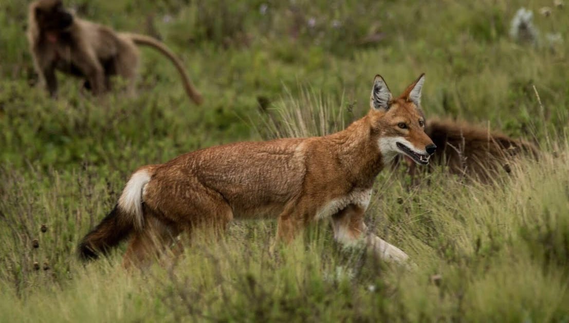 Save the Ethiopian Wolf from Extinction – Rainforest Trust