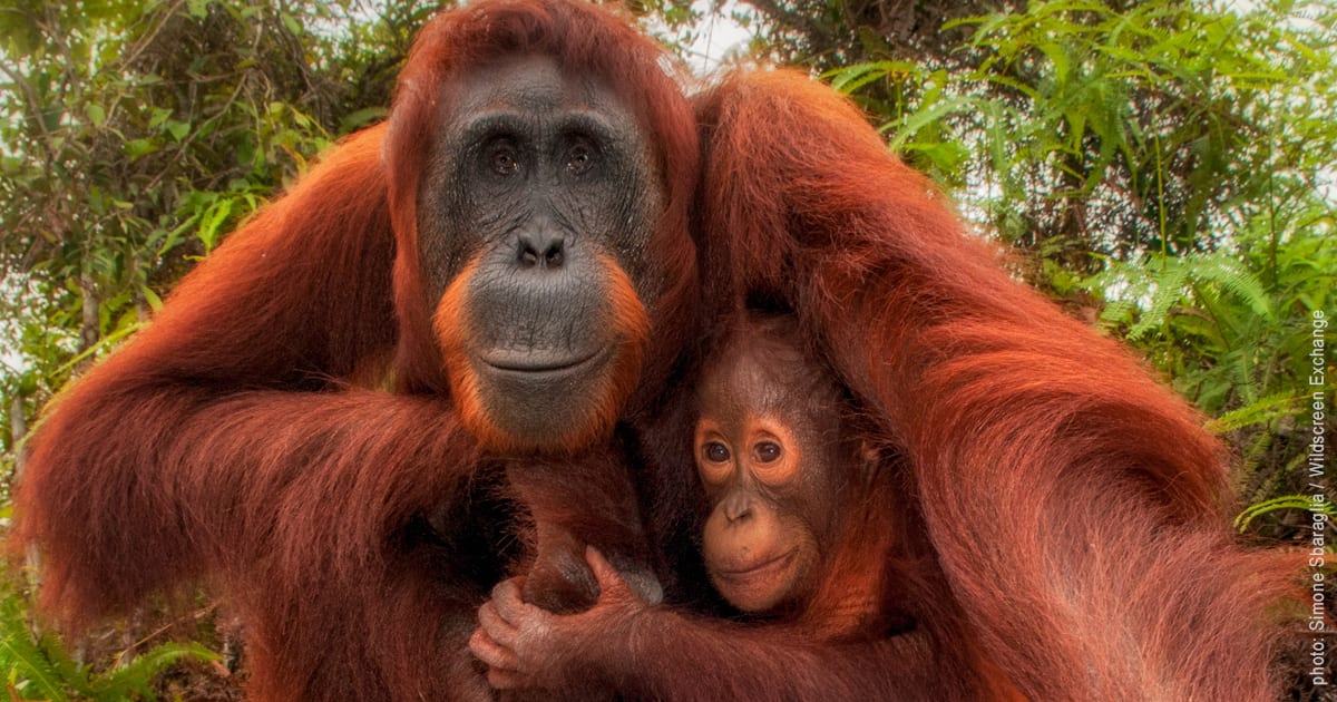 Securing a Future for Endangered Wildlife – Rainforest Trust