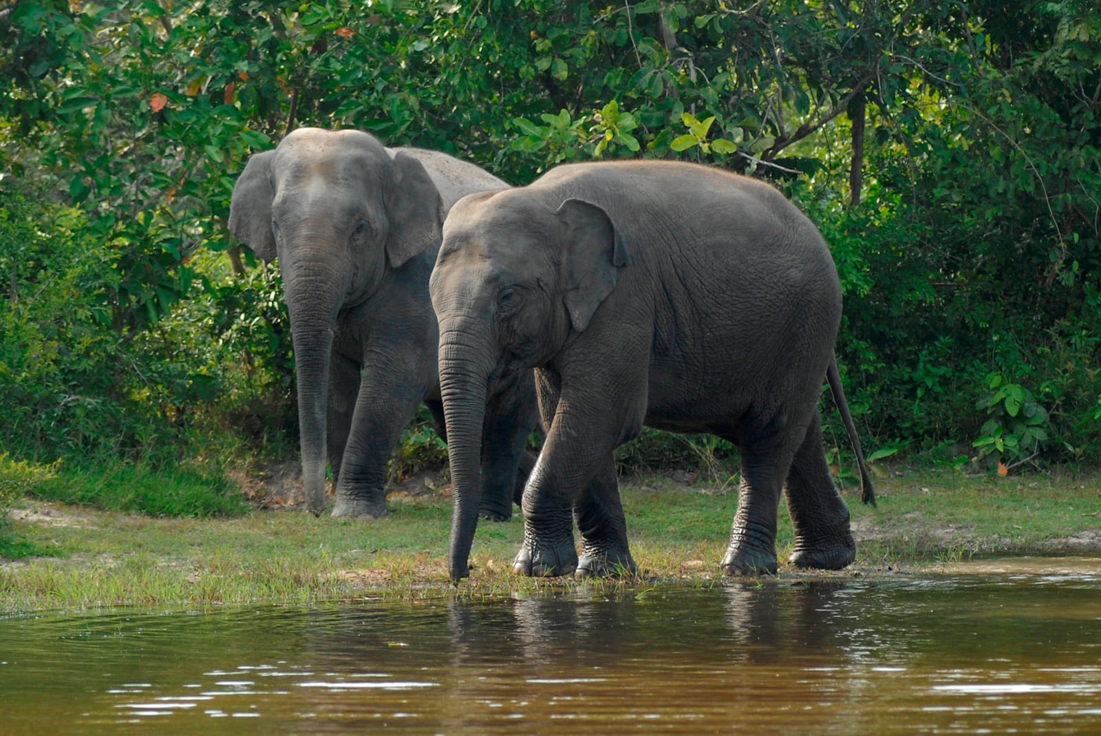 6 Endangered Species From Around The World – Rainforest Trust