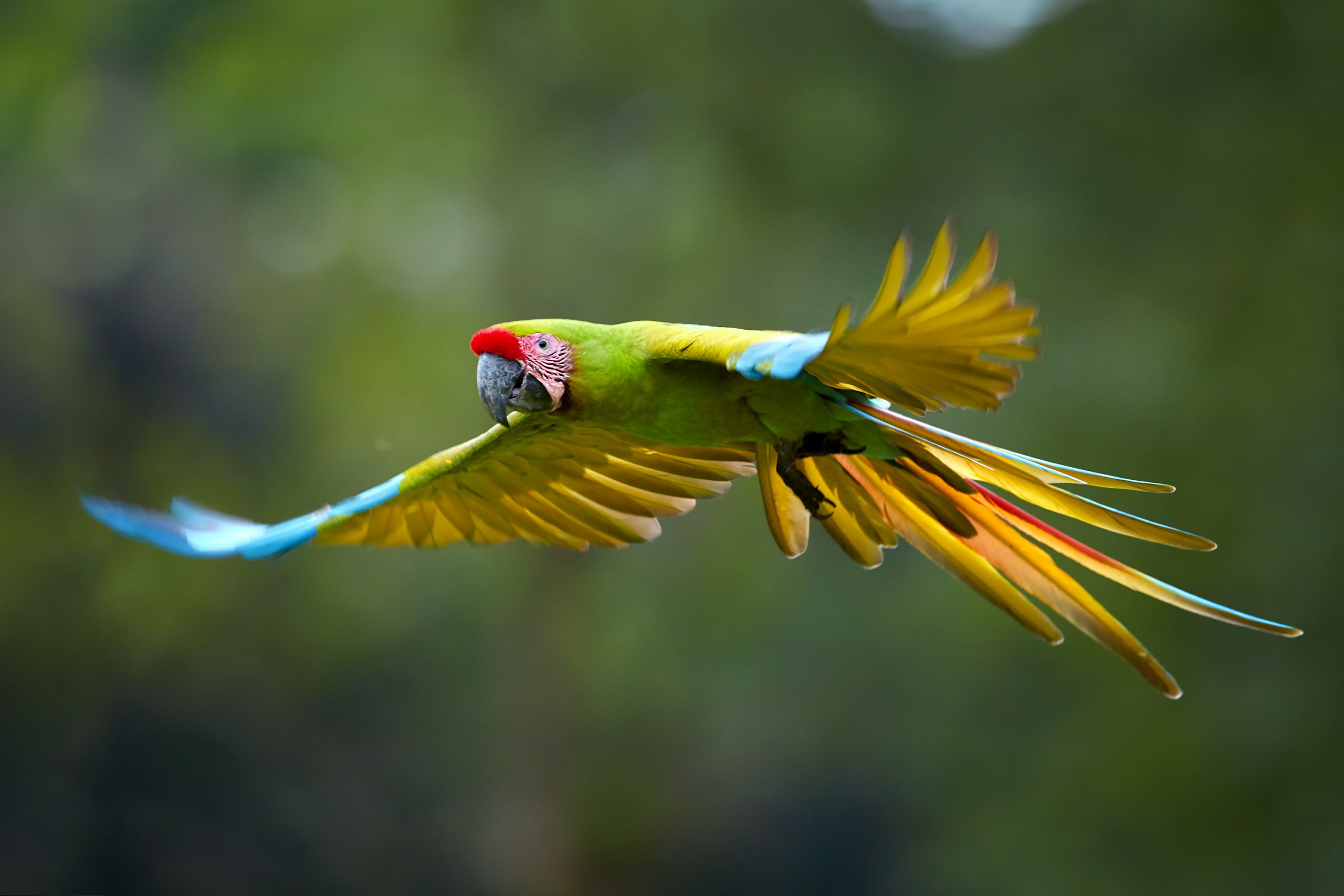 New Protected Area for Endangered Parrots in Ecuador – Rainforest Trust