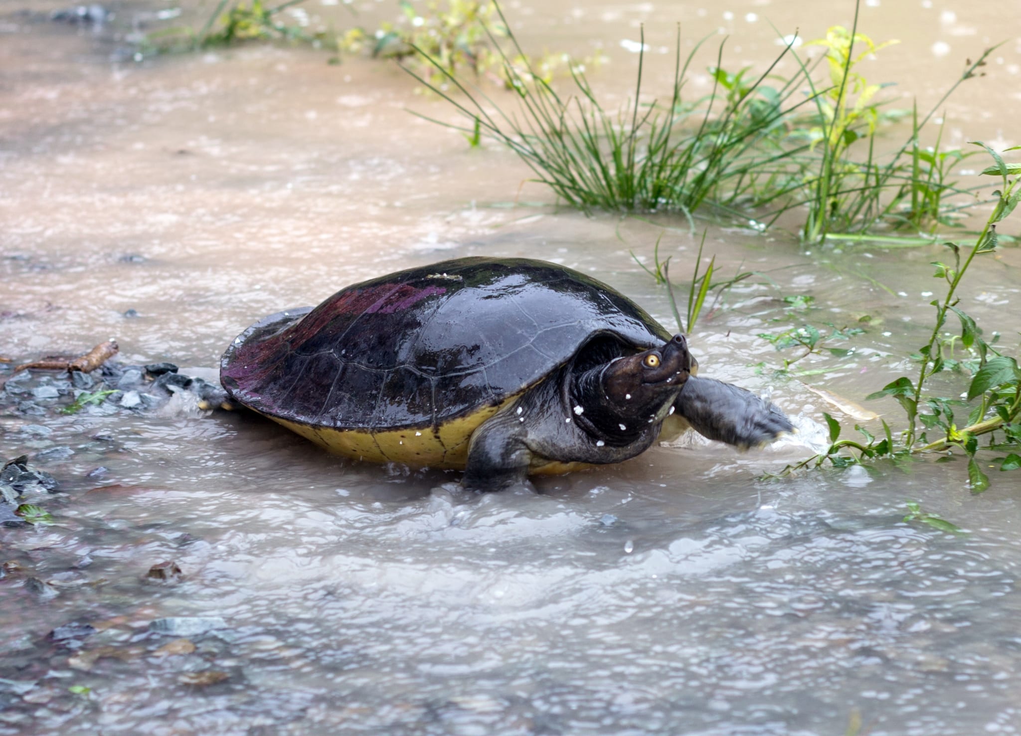 Safeguarding a Stronghold for Royal Turtles and Siamese Crocodiles ...