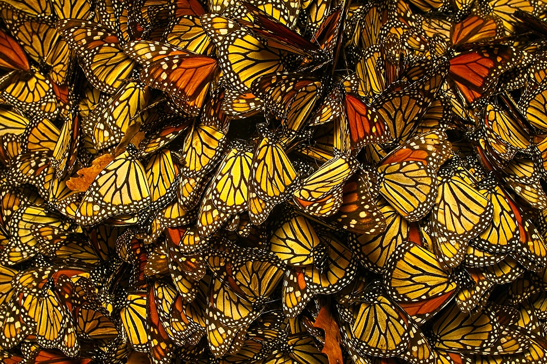 Save Mexico’s Biodiversity Stronghold – Rainforest Trust