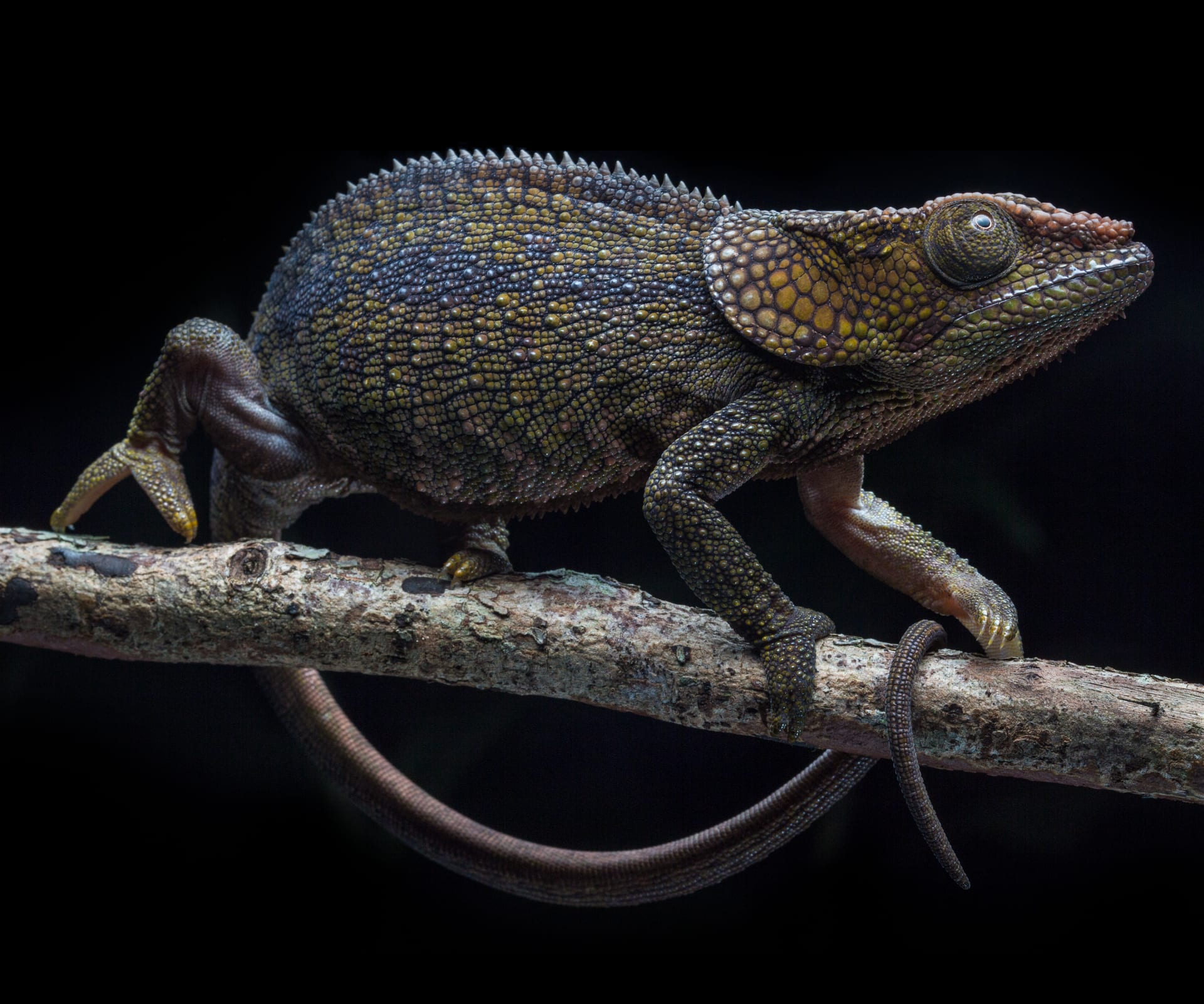 Madagascar Is at Risk: Protecting Its Endemic Species – Rainforest Trust