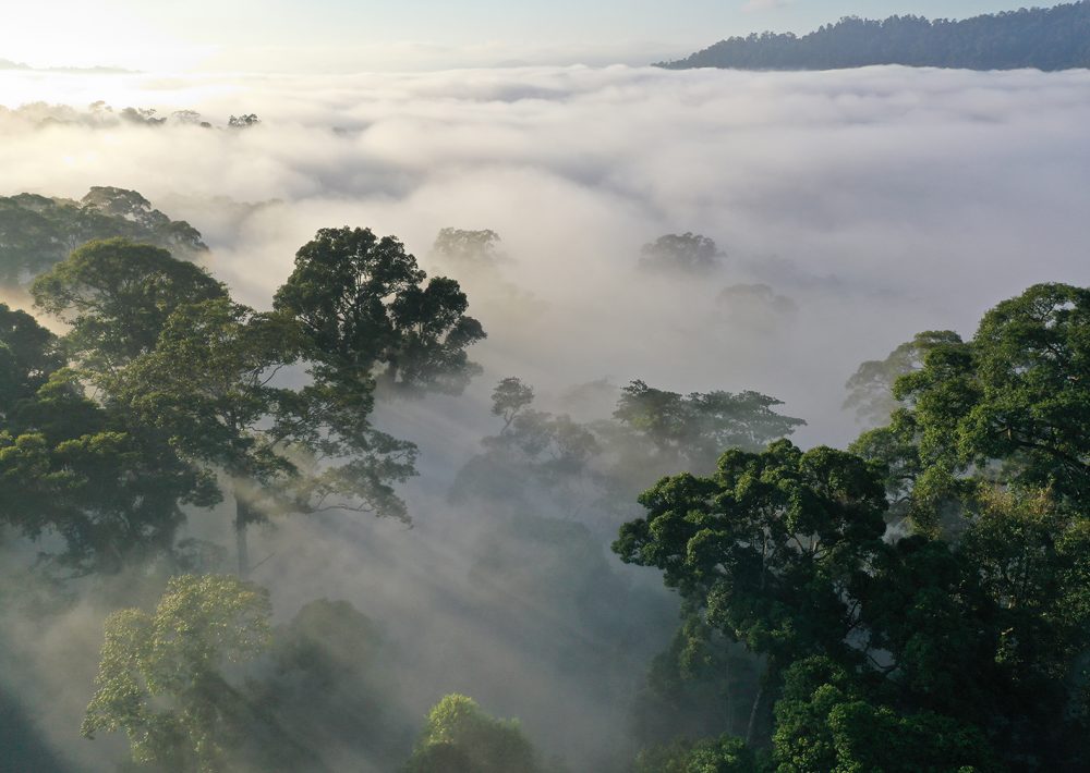 Securing One of Madagascar's Last Bastions of Biodiversity – Rainforest ...