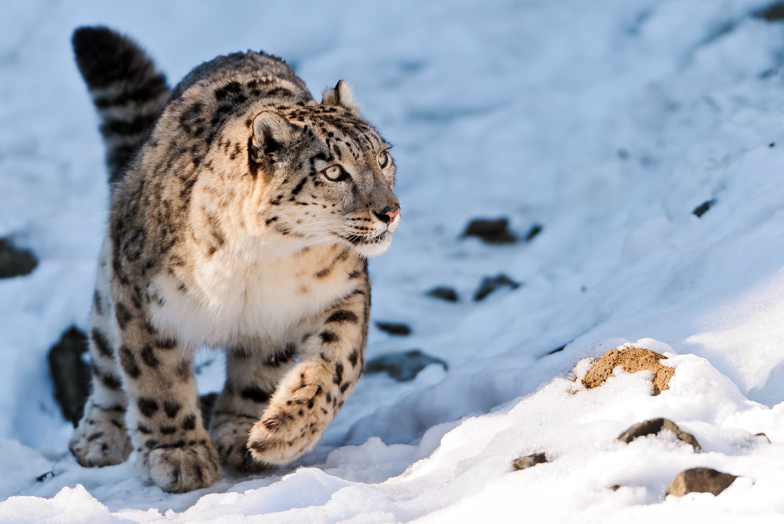 Creating a Vast Conservation Corridor for the Snow Leopard – Rainforest ...
