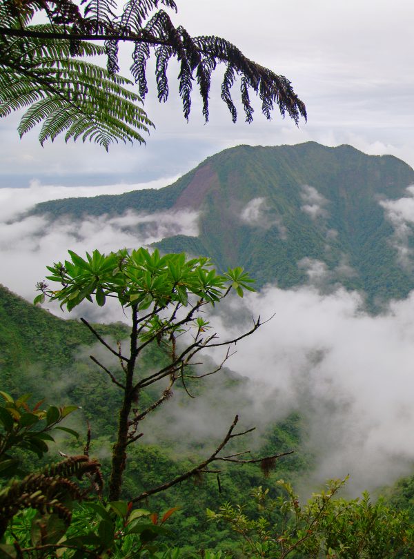 All Projects – Rainforest Trust
