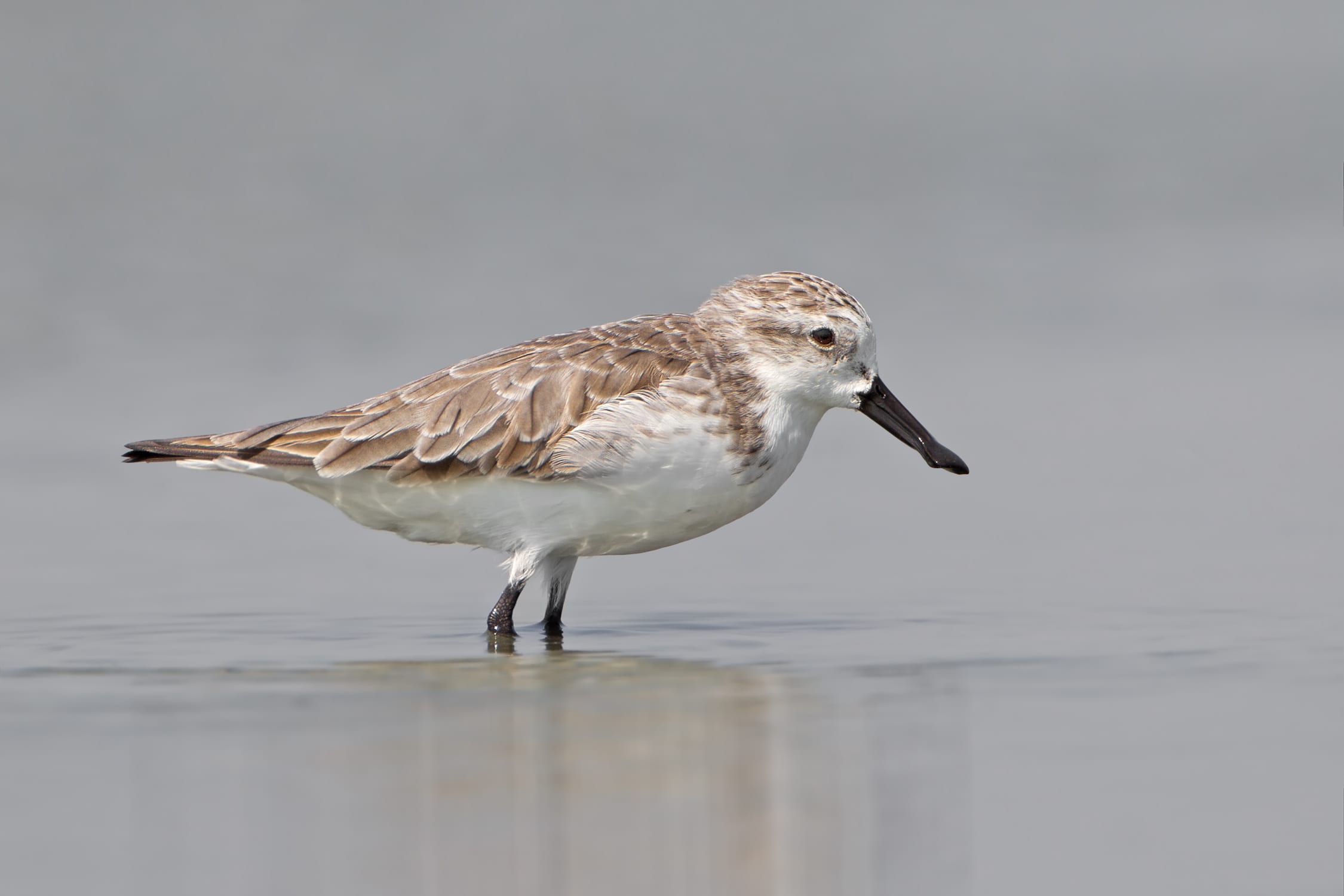 Strategic Land Purchase to Protect Spoon-billed Sandpipers – Rainforest ...