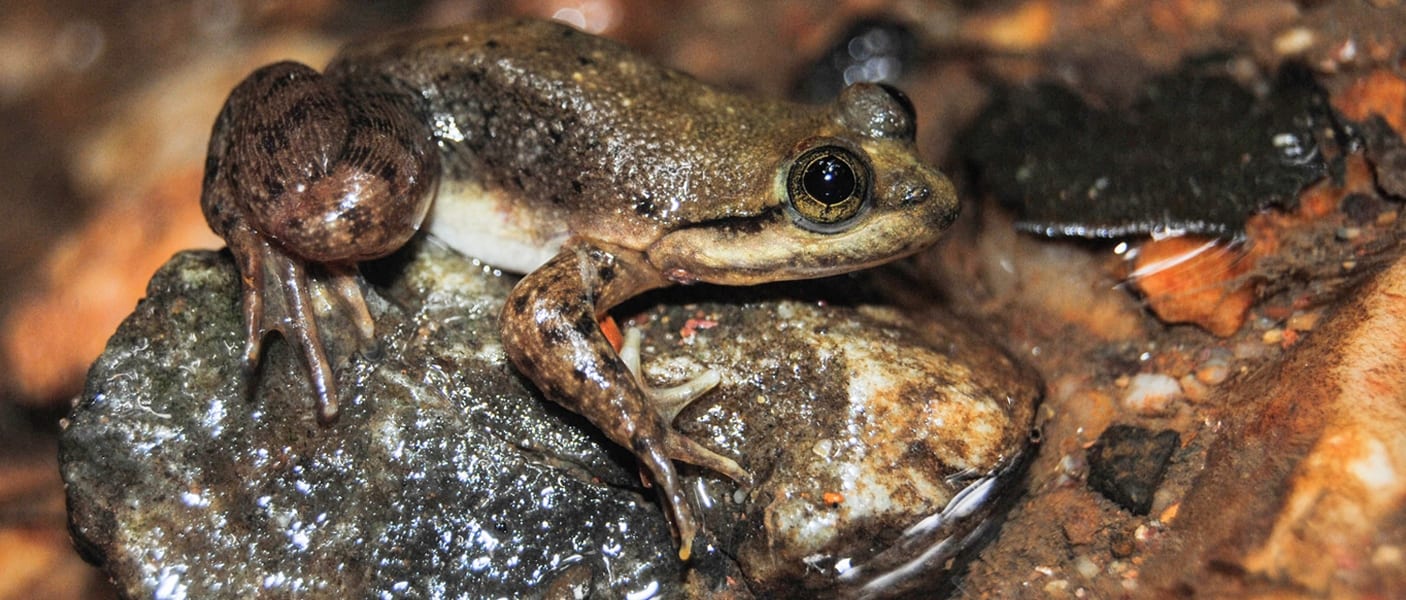 Quadruple Protection for the Togo Slippery Frog Reserve in Ghana ...