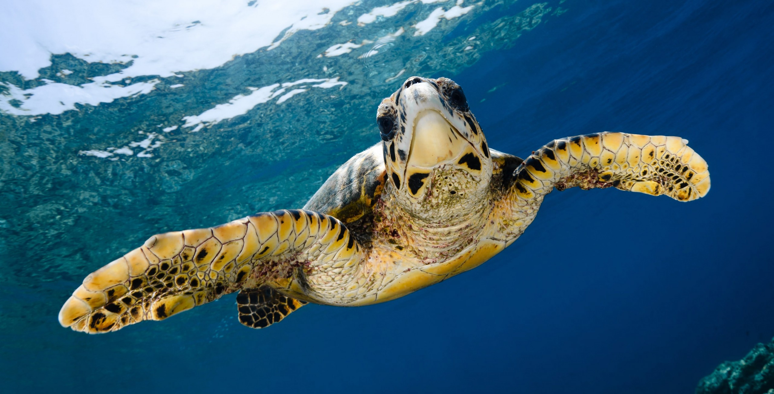 Create a Sanctuary for Sea Turtles in Colombia – Rainforest Trust
