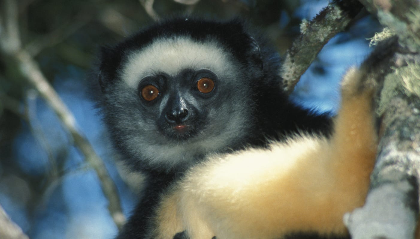 Save the Niger Delta Red Colobus – Rainforest Trust