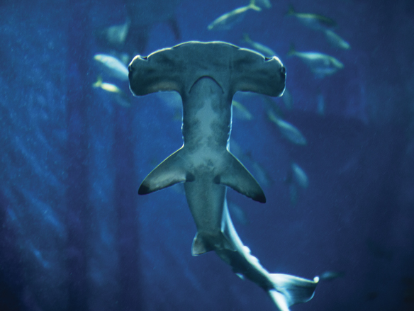 Save Endangered Sea Life From Overfishing in the Congo – Rainforest Trust