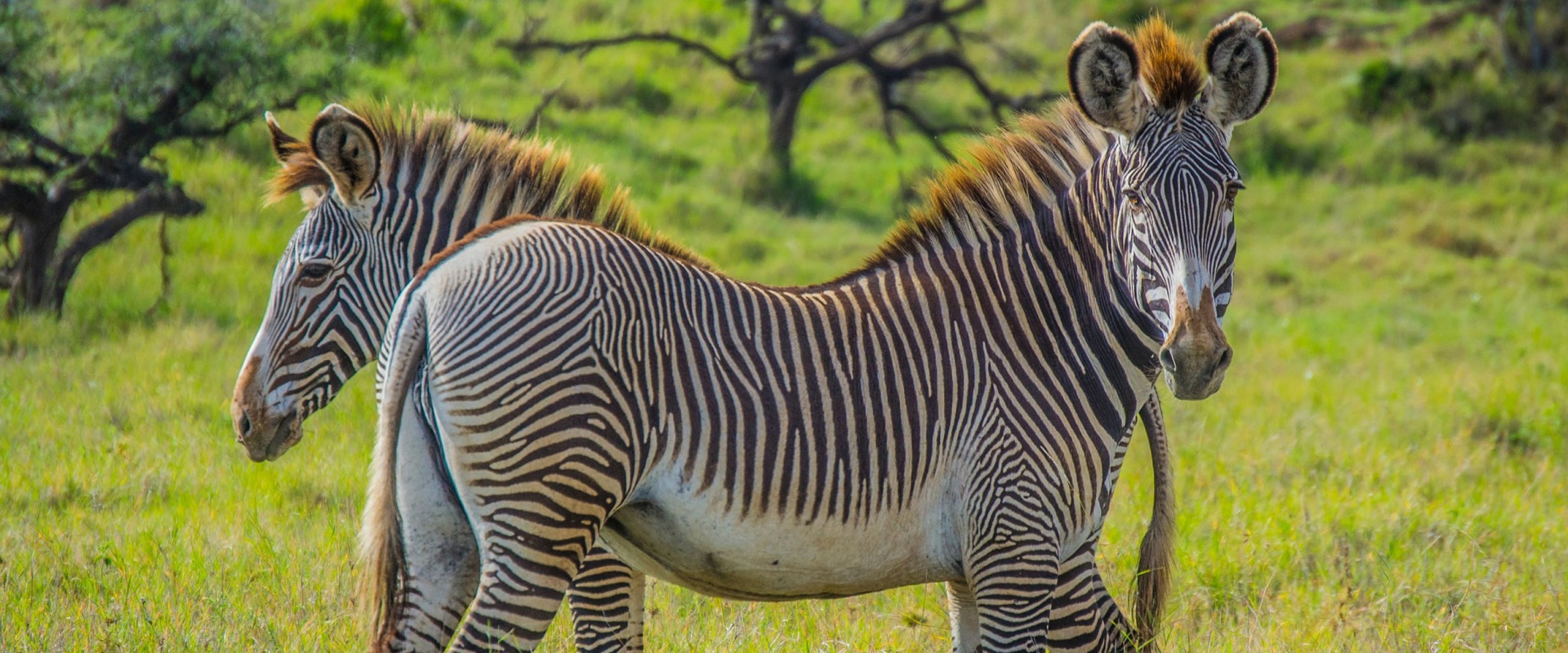 CEO Letter-Kenya – Rainforest Trust