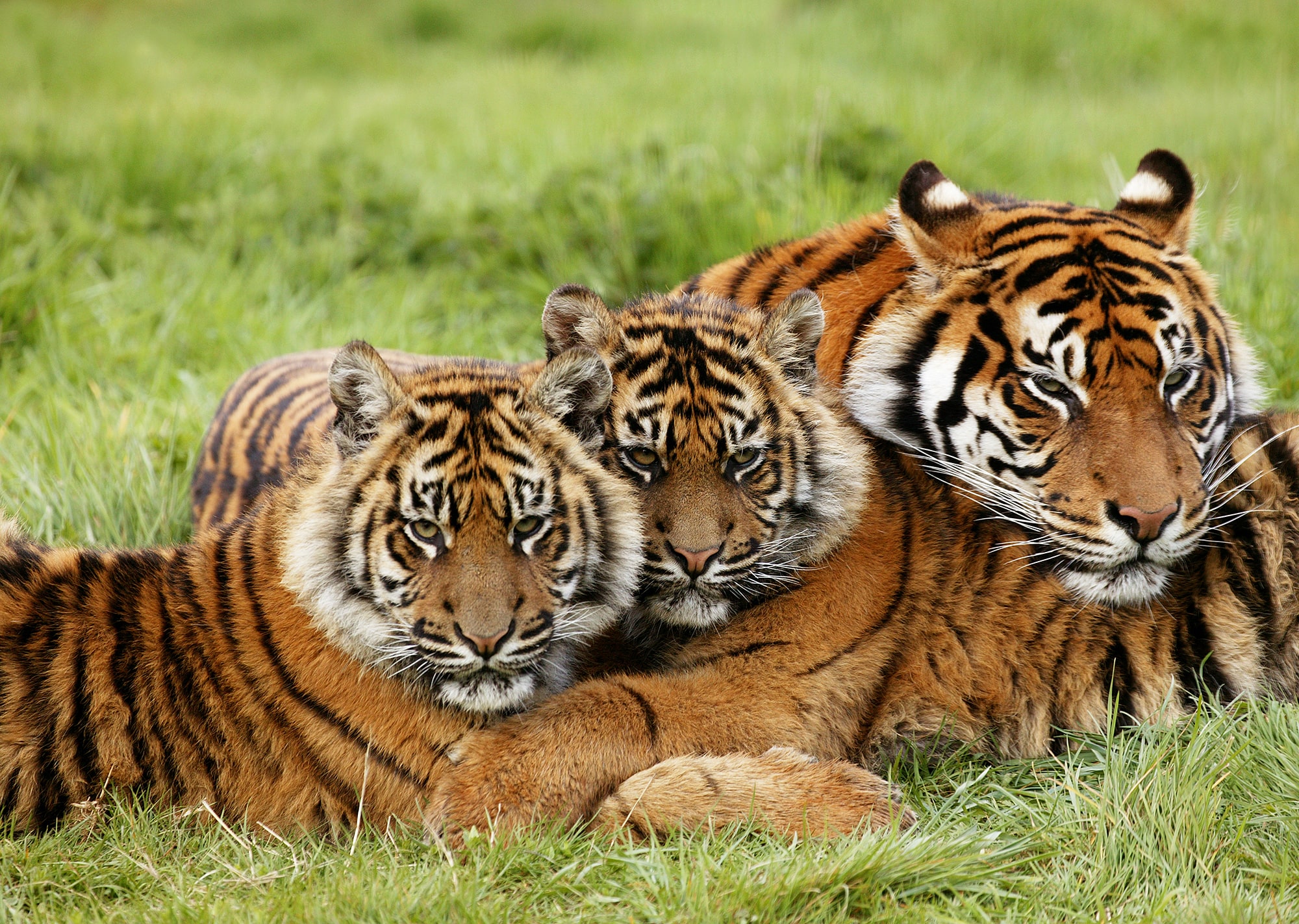 Protecting Tigers – Rainforest Trust