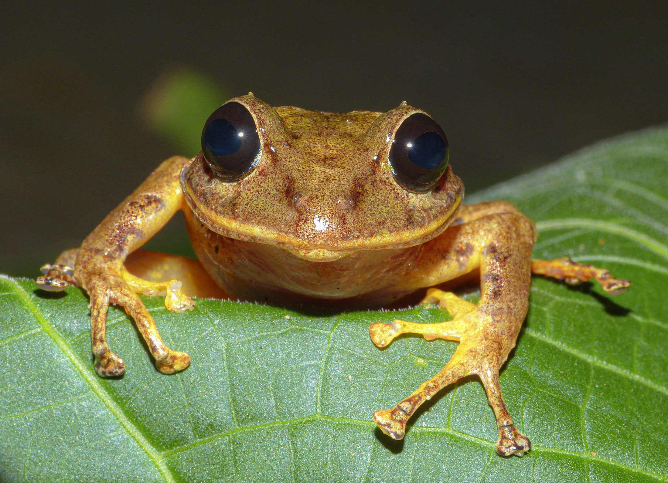 New Species of Rainfrog Discovered in Panama and Named in Honor of ...