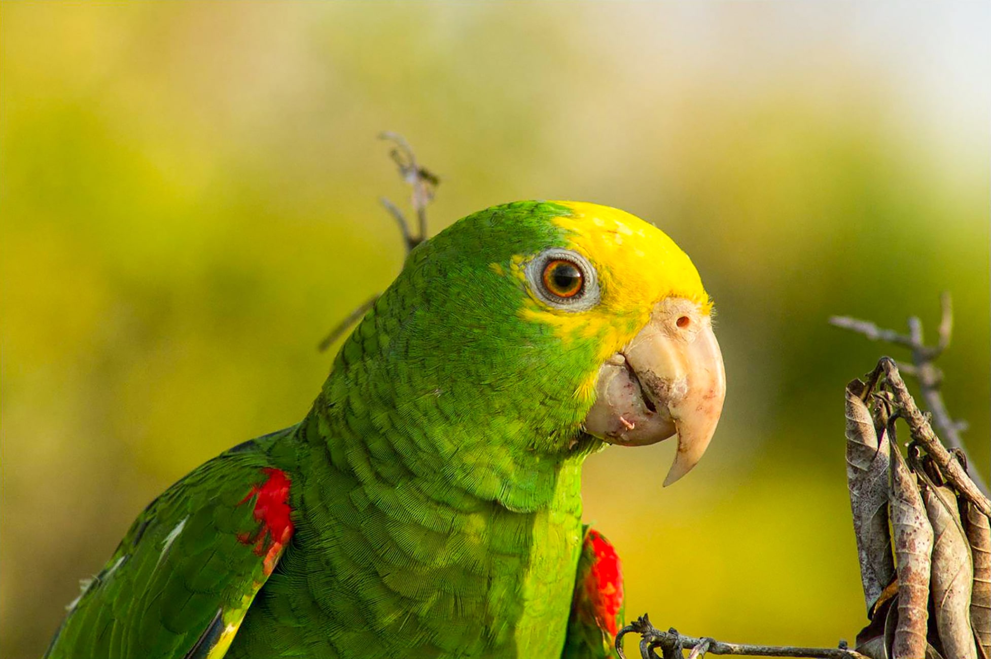 Protecting Belize’s Critical Maya Forest Corridor – Rainforest Trust