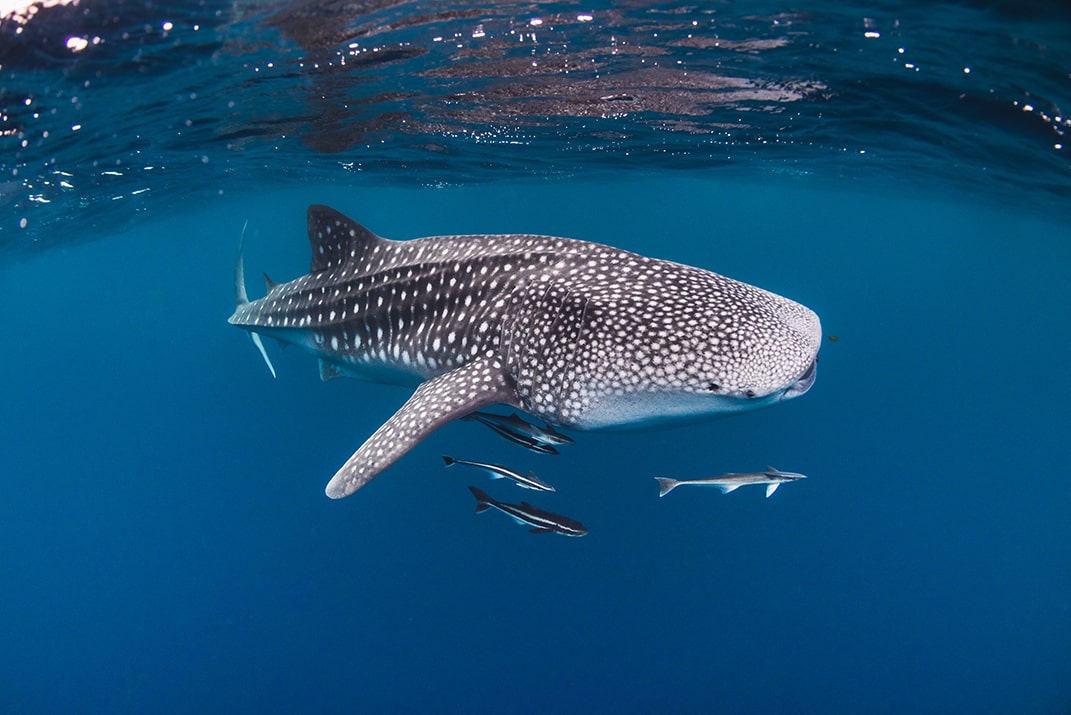 Secure Globally Important Shark Corridor in Costa Rica – Rainforest Trust