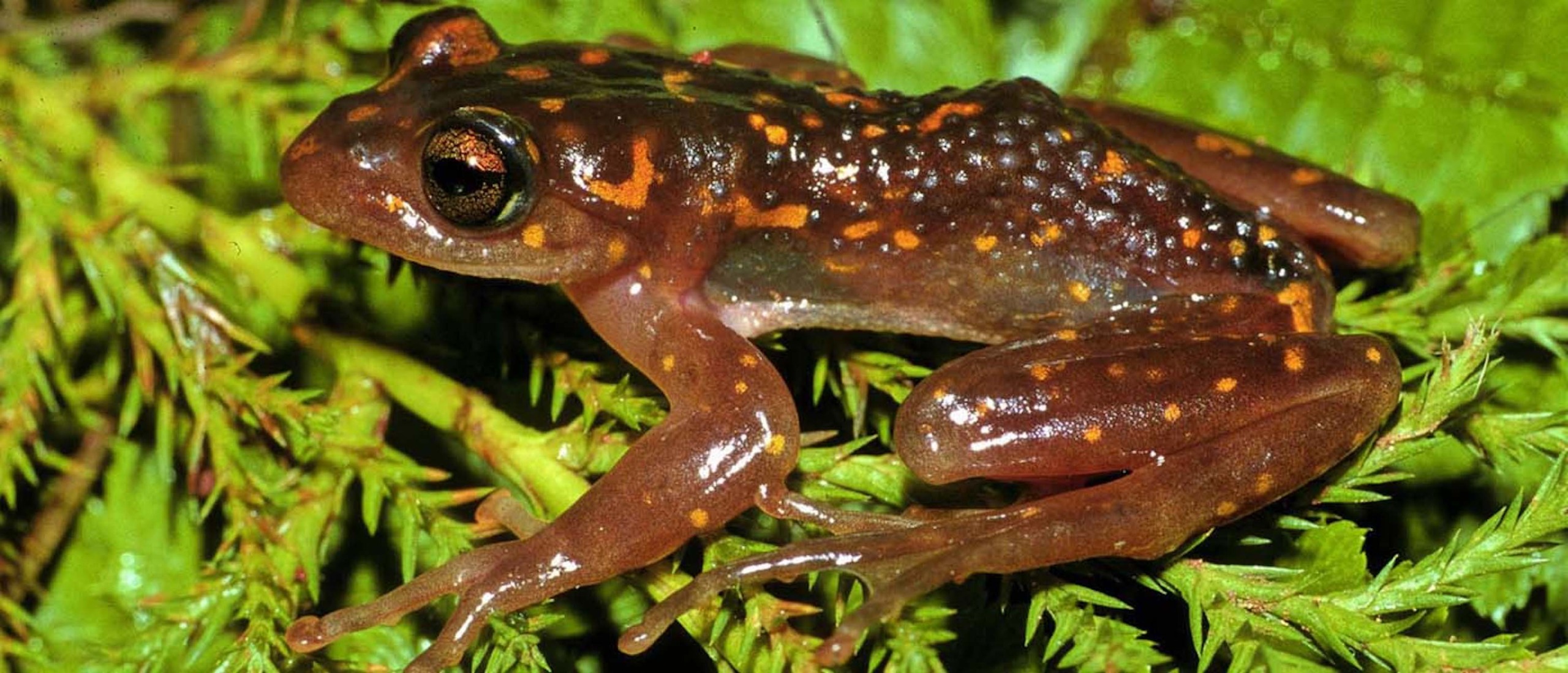 A Sanctuary for Ankaratra’s Amphibians – Rainforest Trust