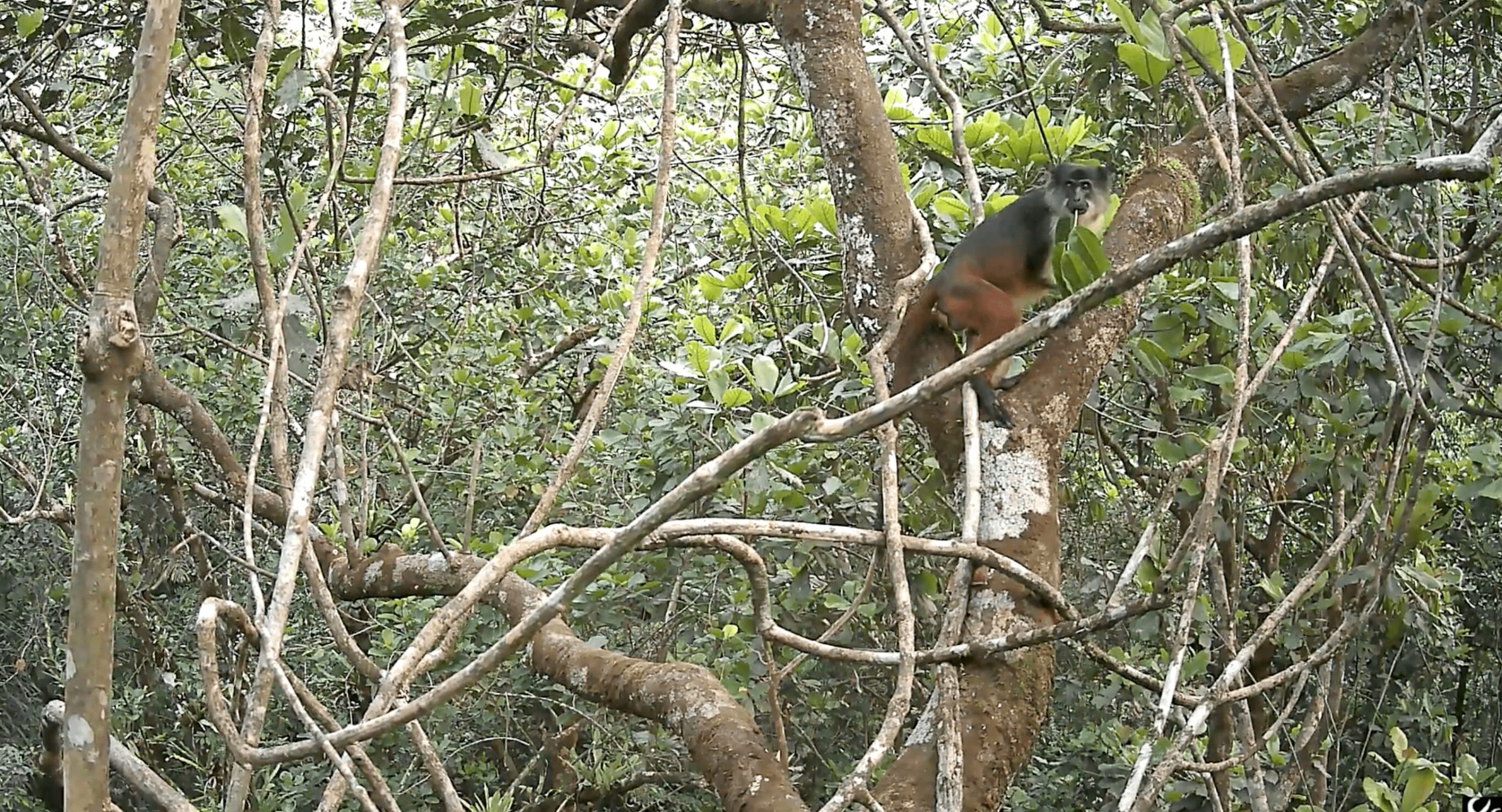 Save the Niger Delta Red Colobus – Rainforest Trust