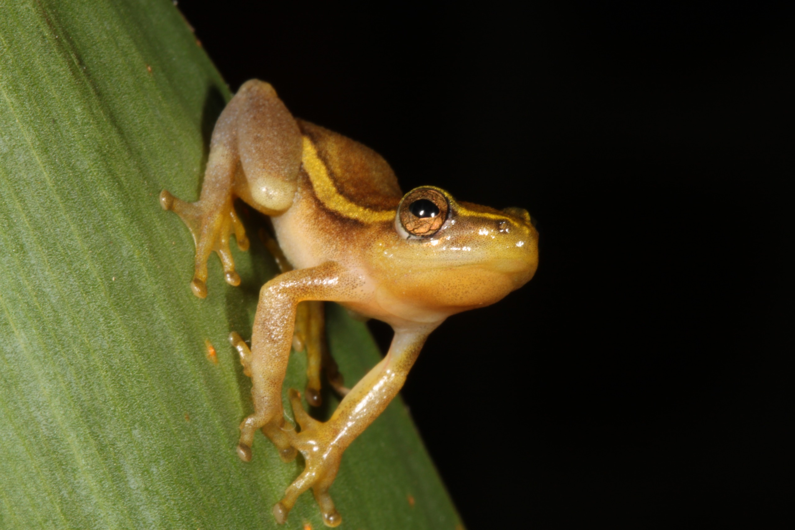 Creating a Safe Haven for the Endangered Pickersgill’s Reed Frog ...