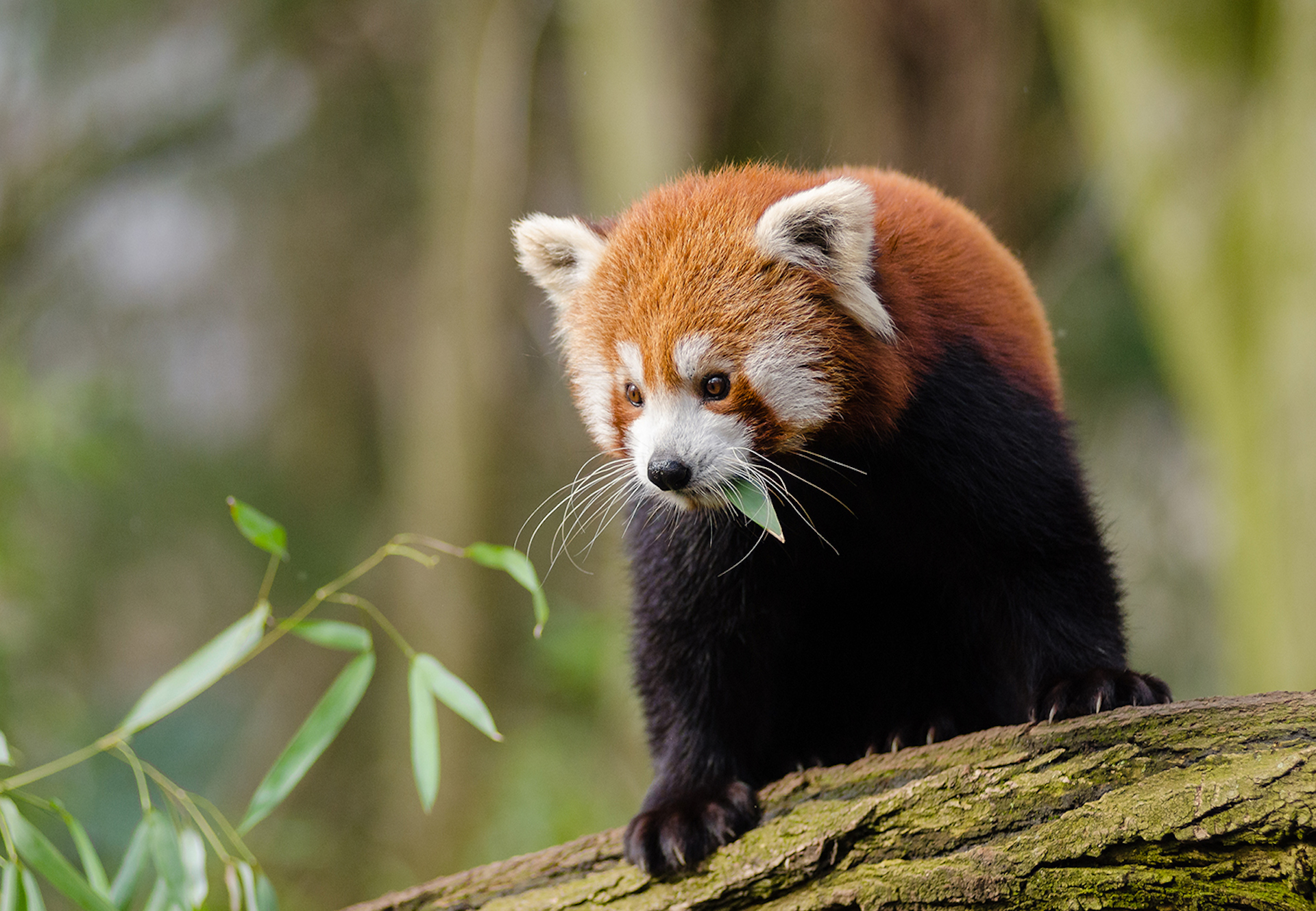 New Haven for Himalayan Wildlife – Rainforest Trust