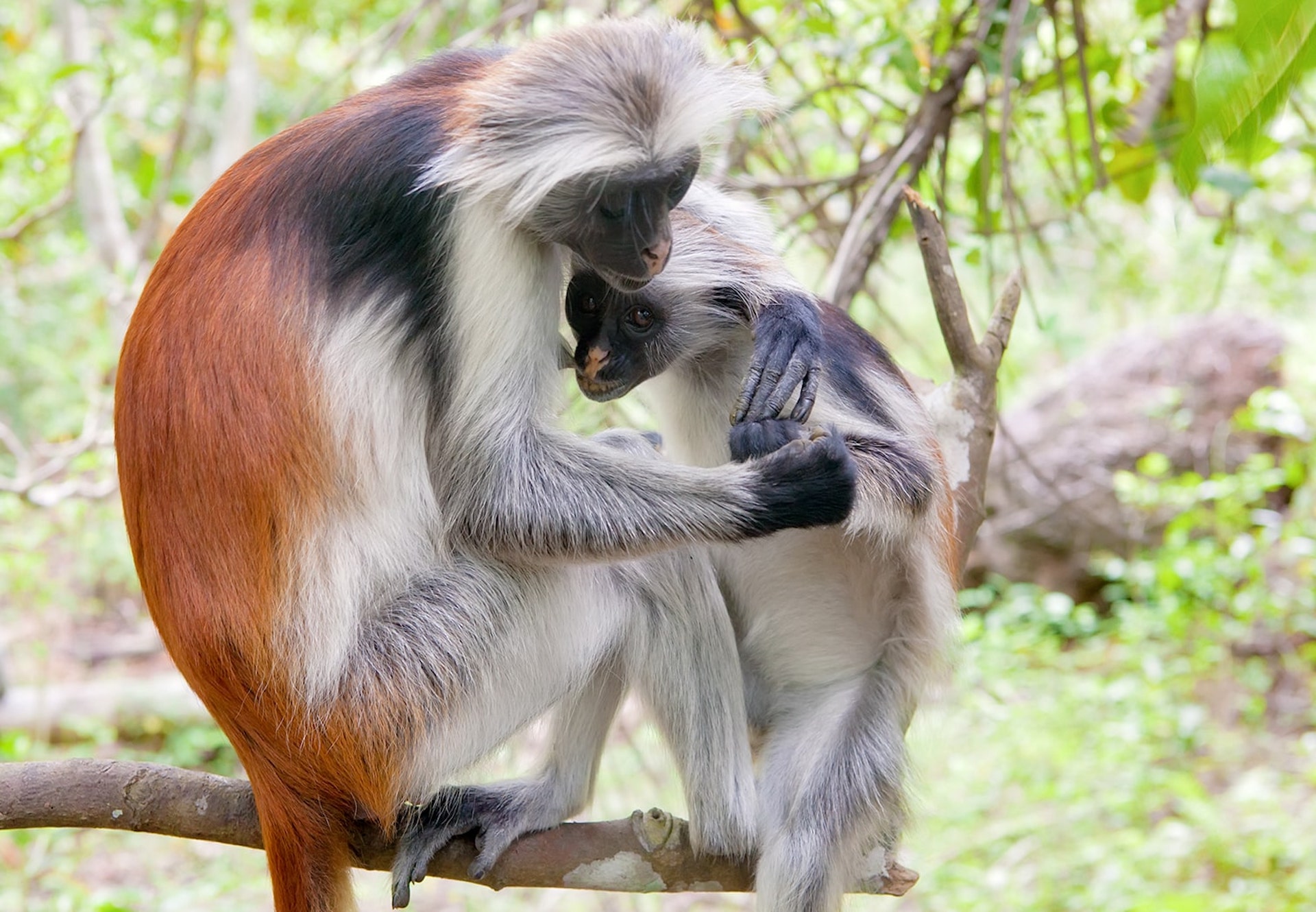 Save the Niger Delta Red Colobus – Rainforest Trust