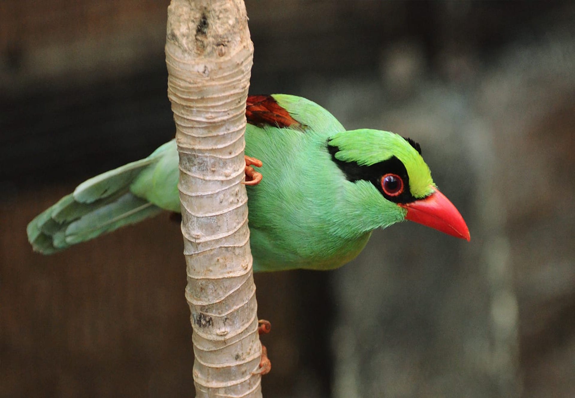 Conserving Endangered Wildlife in Java – Rainforest Trust