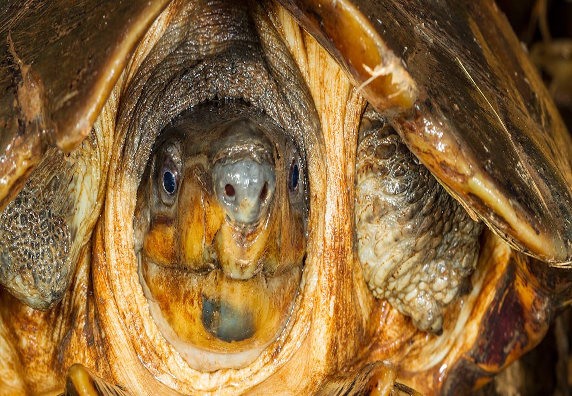 Establishing a Refuge for the Critically Endangered Palawan Forest ...