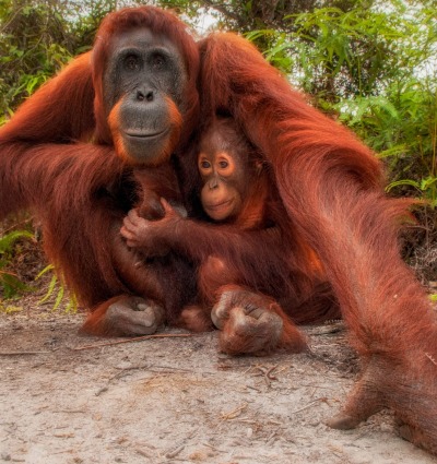 Securing a Future for Endangered Wildlife – Rainforest Trust