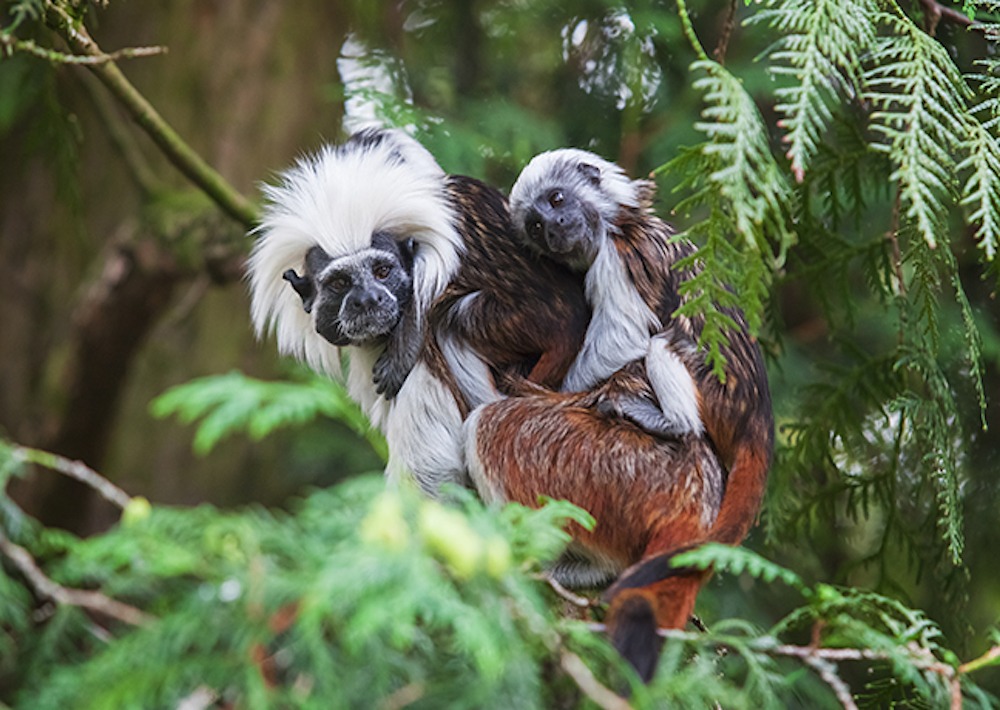 Strategic Land Purchase for the Cotton-top Tamarin – Rainforest Trust