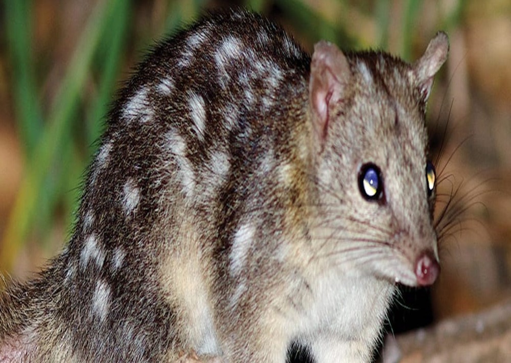 Massive Land Purchase for the Endangered Northern Quoll – Rainforest Trust