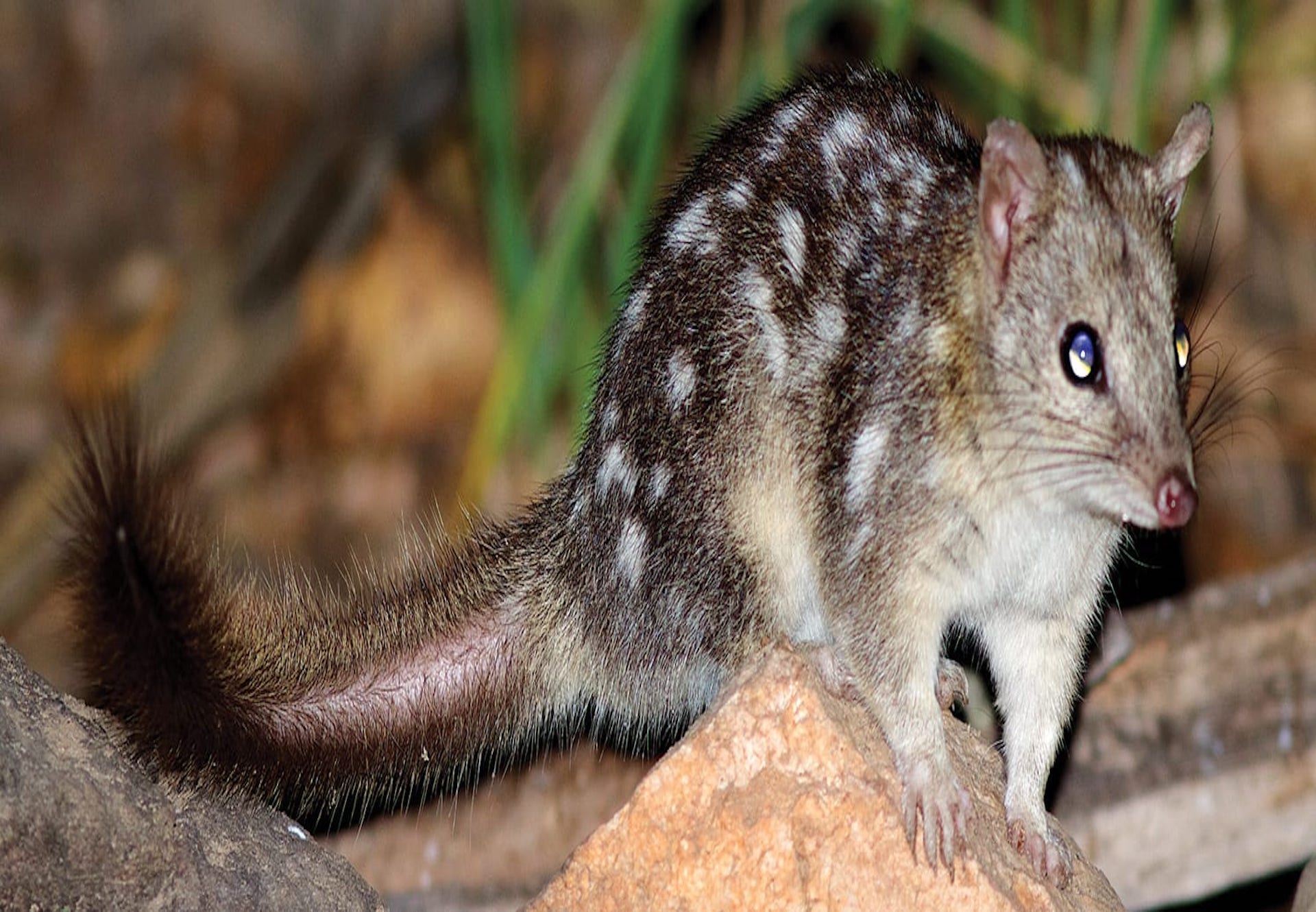 Massive Land Purchase for the Endangered Northern Quoll – Rainforest Trust
