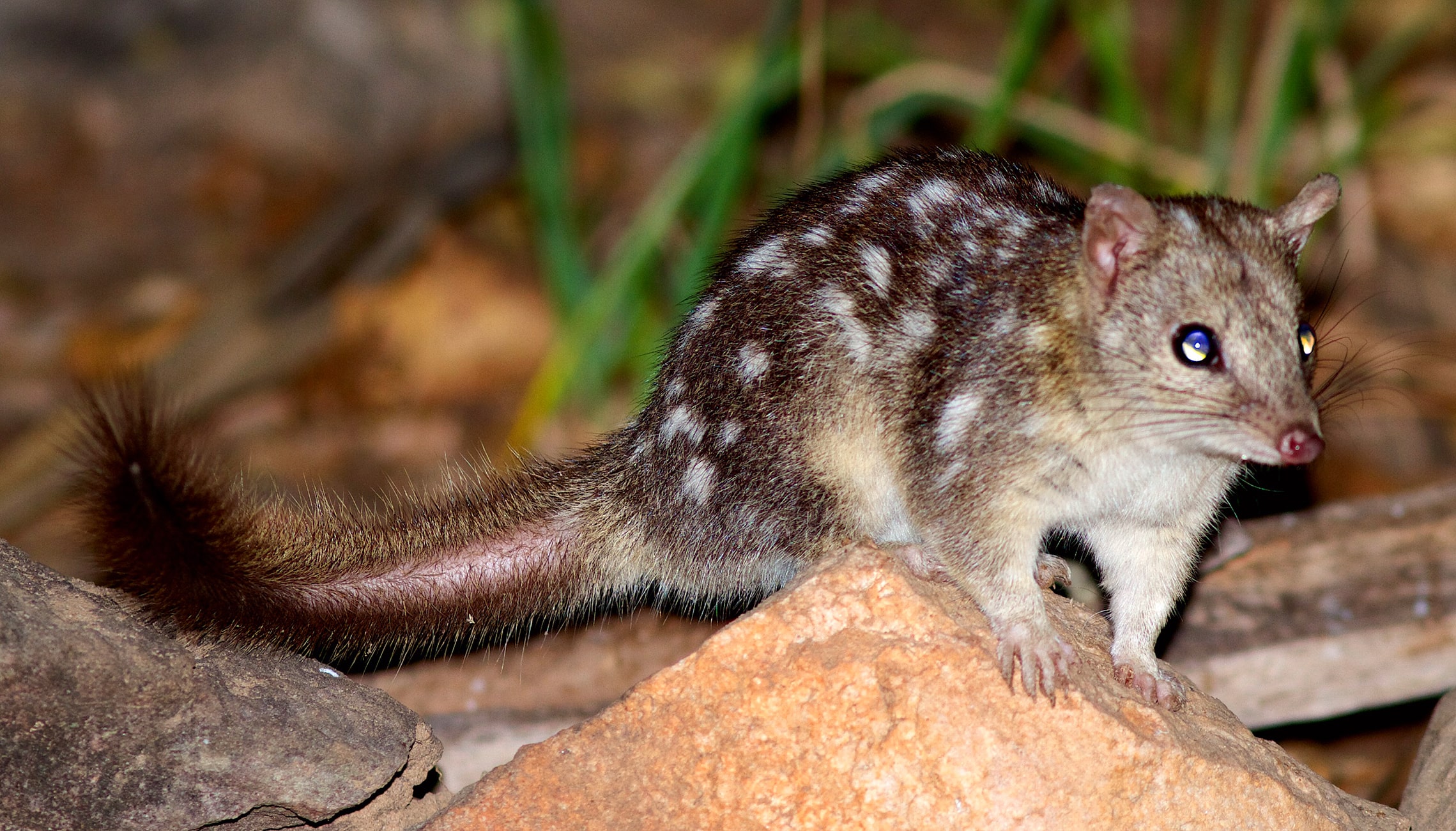 Massive Land Purchase for the Endangered Northern Quoll – Rainforest Trust