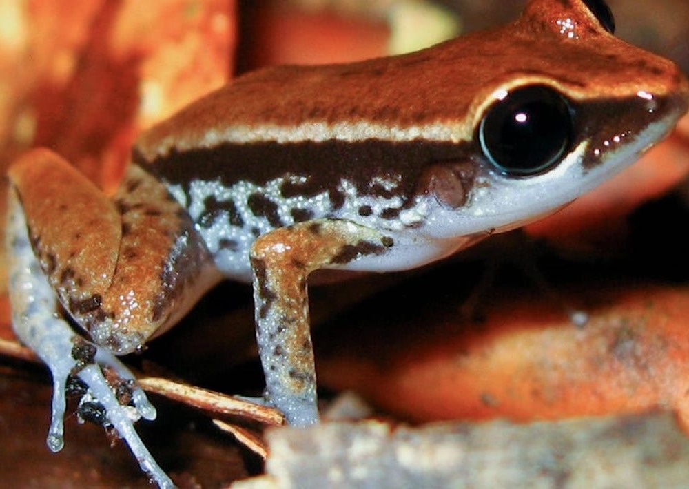 Purchasing Palm Rainforests in Puerto Rico – Rainforest Trust