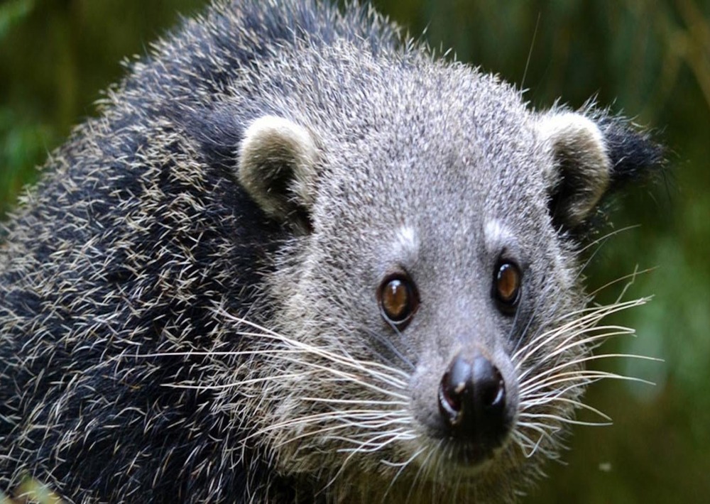 Saving Palawan’s Endemic Wildlife – Rainforest Trust