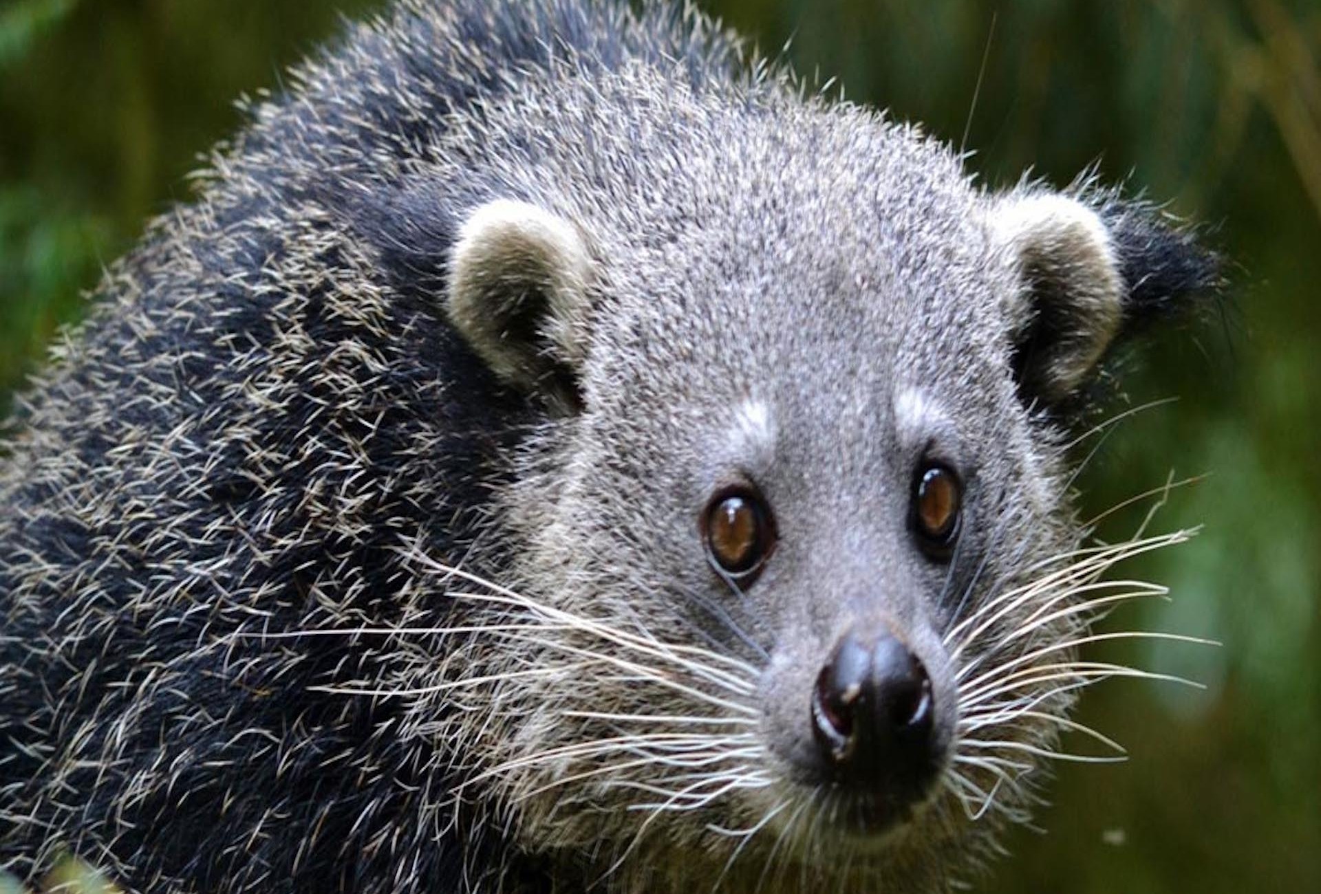 Saving Palawan’s Endemic Wildlife – Rainforest Trust