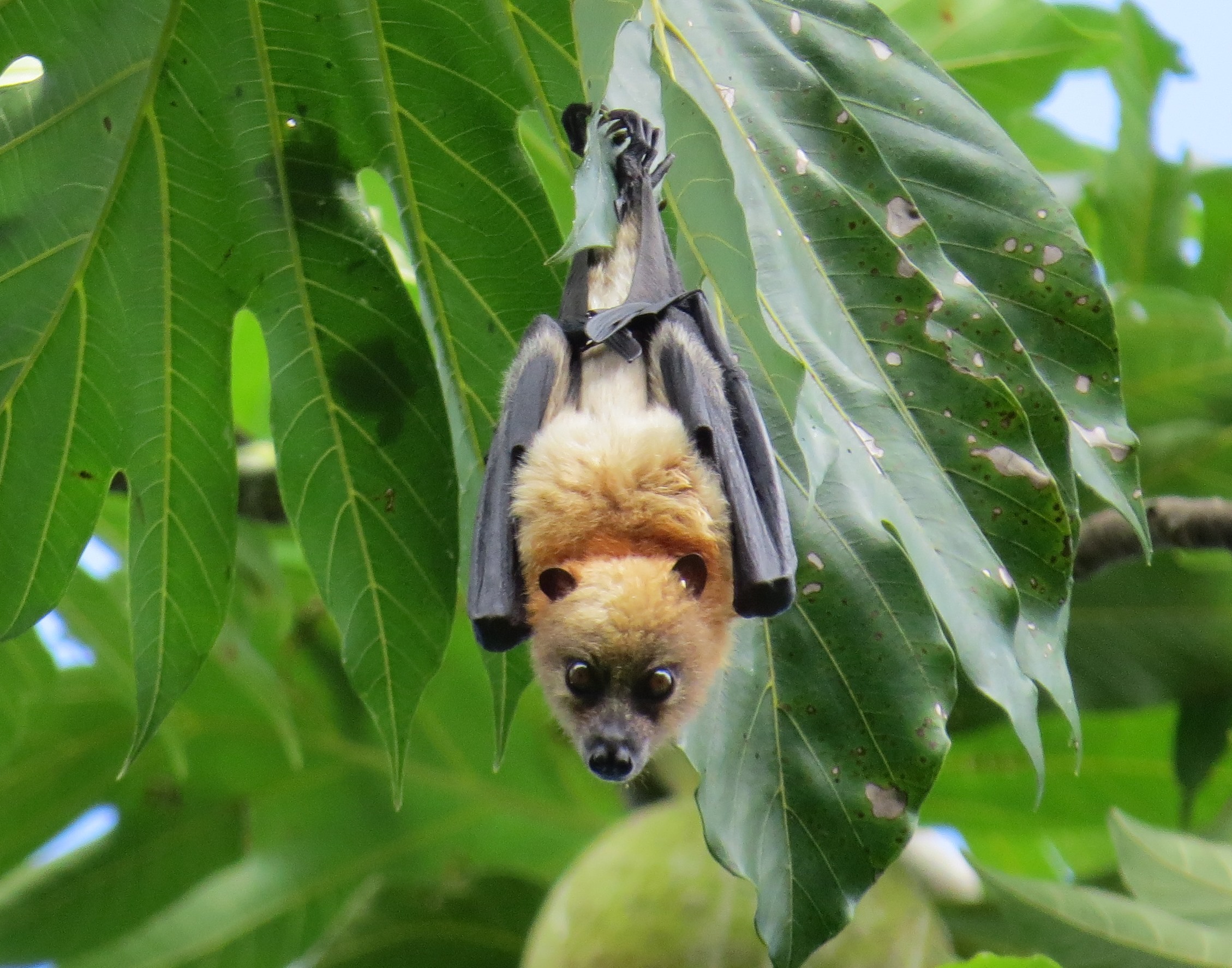 Temotu Flying Fox