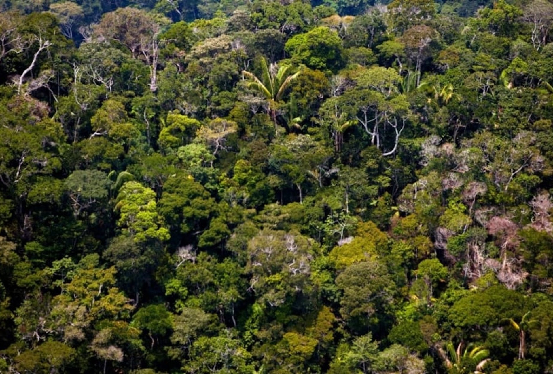 Securing a Missing Link in the Amazon – Rainforest Trust