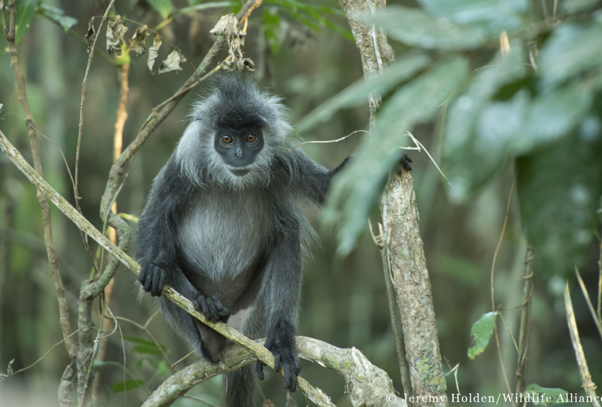 Landmark Protection for Threatened Invertebrates – Rainforest Trust