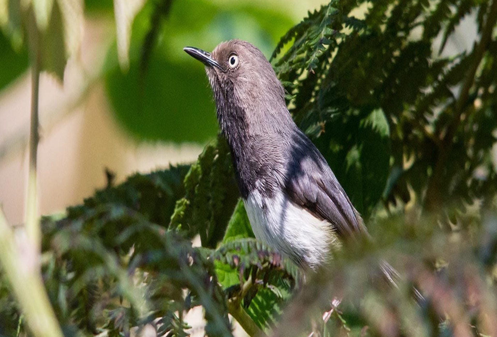 Last Chance to Save the Taita Apalis from Extinction – Rainforest Trust
