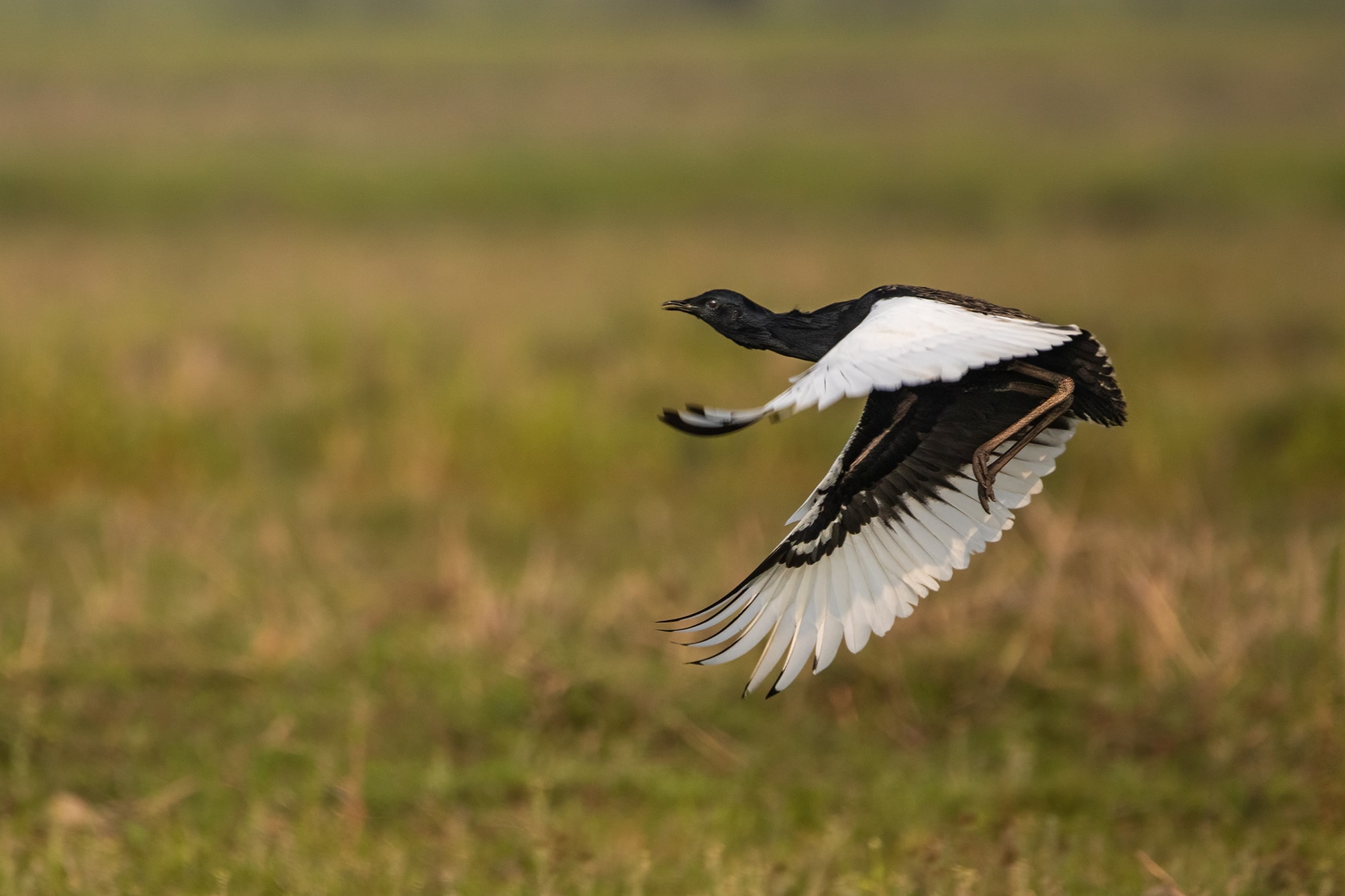 Save the Critically Endangered Bengal Florican and Elongated Tortoise ...