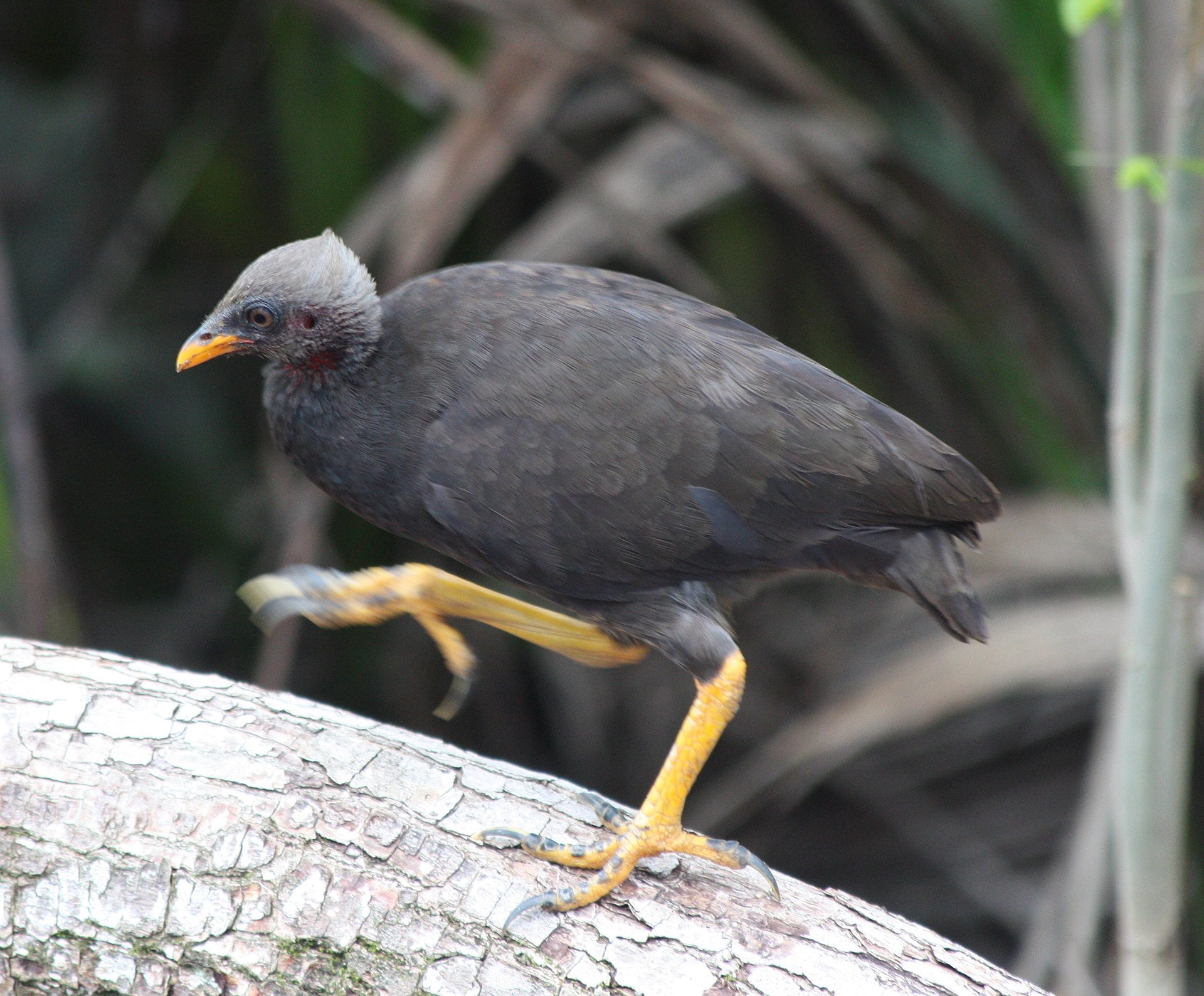 Crucial Land Purchase to Save Palau’s Megapodes – Rainforest Trust