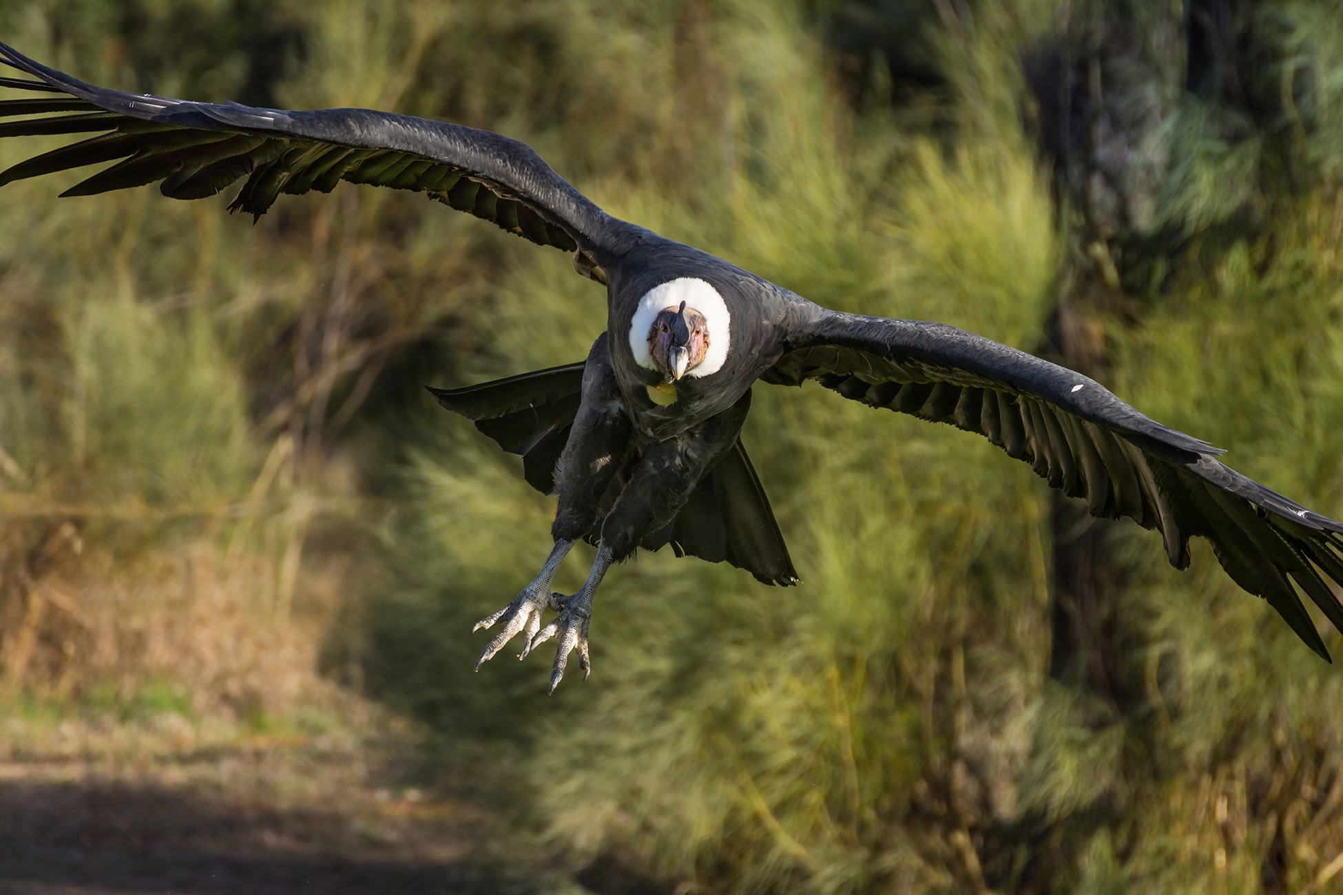 Secure a New Protected Area for Rare Species in Argentina – Rainforest ...