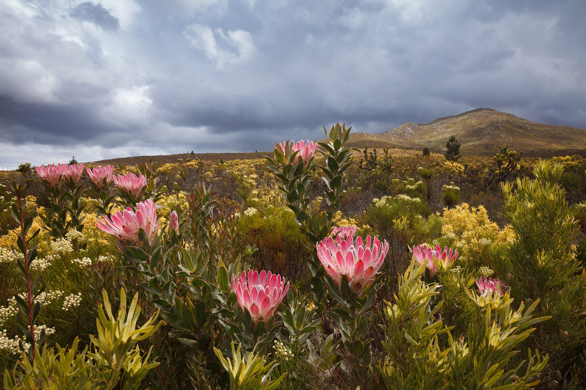 Save Critically Endangered Species in Cape Floral Kingdom – Rainforest ...