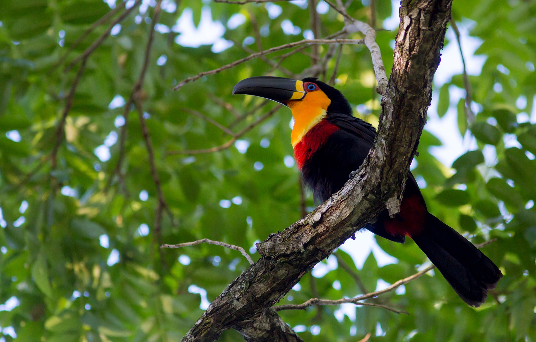 Save the Brazilian Amazon – Rainforest Trust
