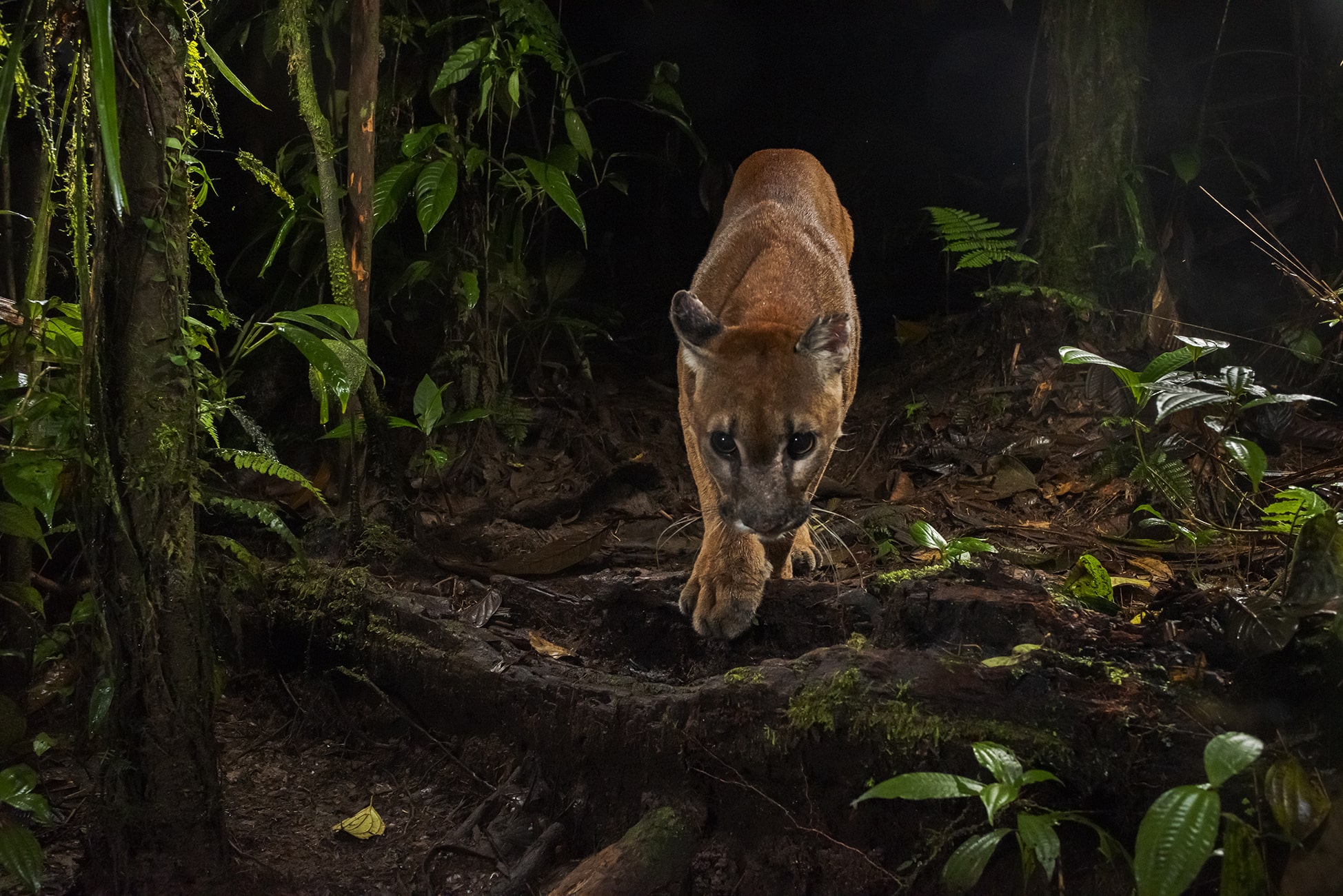 Mystery Animal' Caught On Trail Camera Has Imaginations Running Wild ... Mystery Animal' Caught On Trail Camera Has Imaginations Running Wild ...