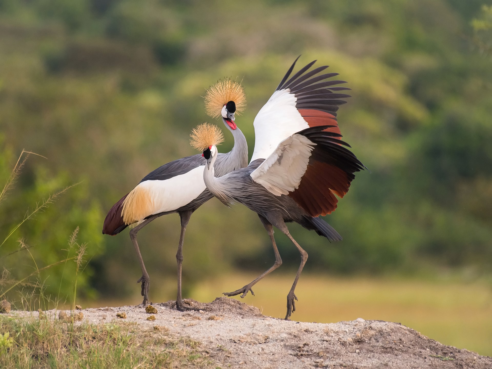 Preserve a Tropical Peatland for Endangered Grey Crowned Cranes ...