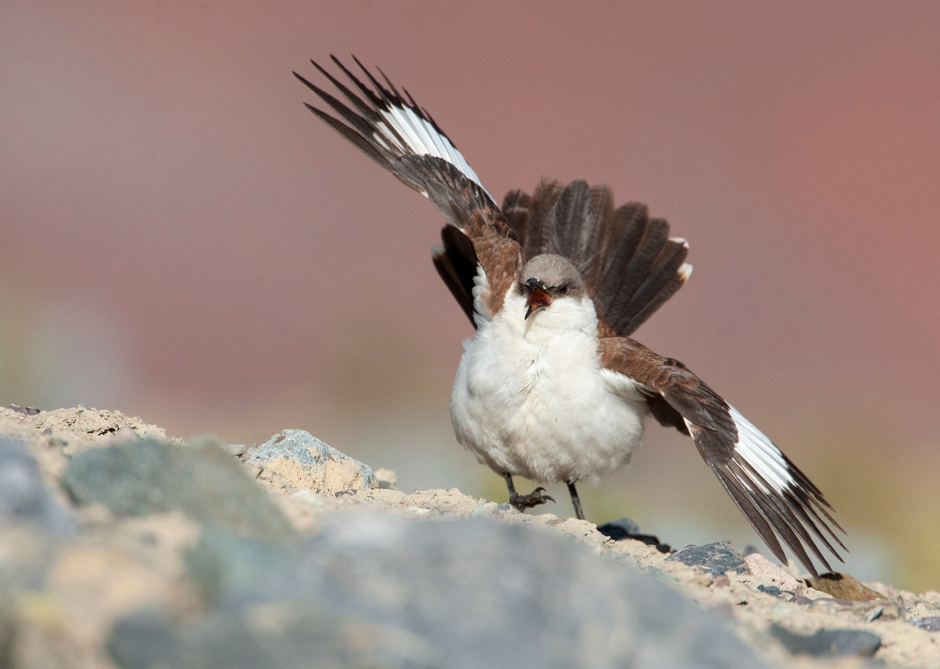 Save the Amazon: Protect Half a Million Acres in Southern Peru ...