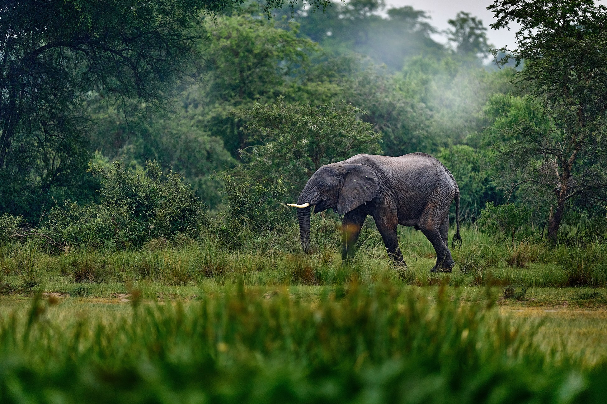 Save African Forest Elephants from Mining in Guinea – Rainforest Trust